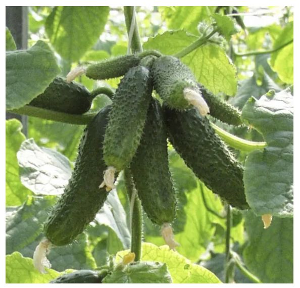 Купити Амант F1 (1000 нас.) насіння огірка Bejo, Огірок партенокарпічний з доставкою поштою по ...