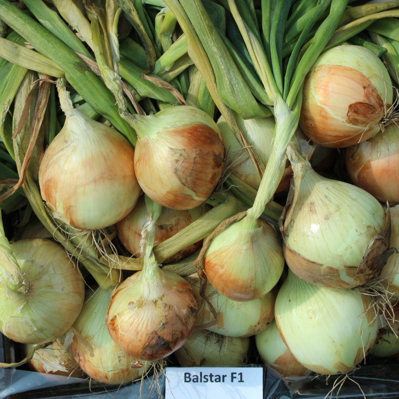 Балстар F1, 1 кг семян лука Seminis с доставкой почтой по Украине. Агровита
