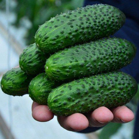 Купити SV4097CV F1 (250 нас.) насіння огірка Semenis, Огірок ...